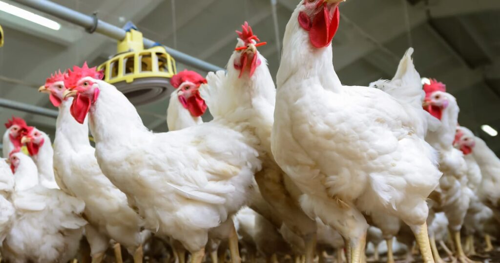 Microbes in Poultry Gut | Gut Microbiota | - Invivo Biosciences